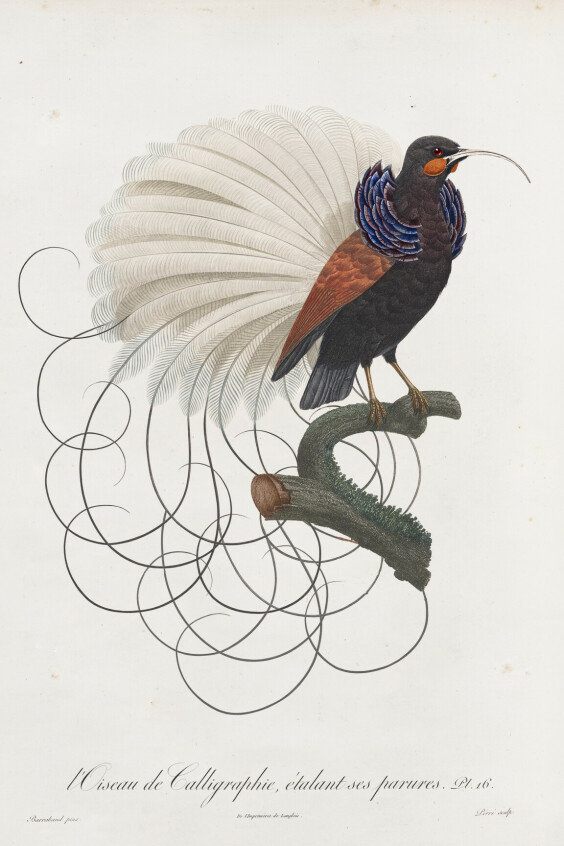 Calligraphy Bird — Arte
