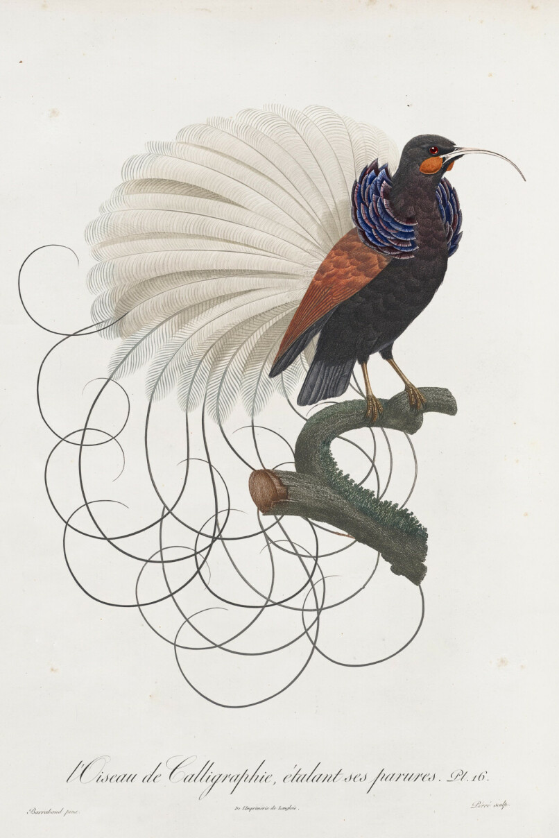 Calligraphy Bird — Arte