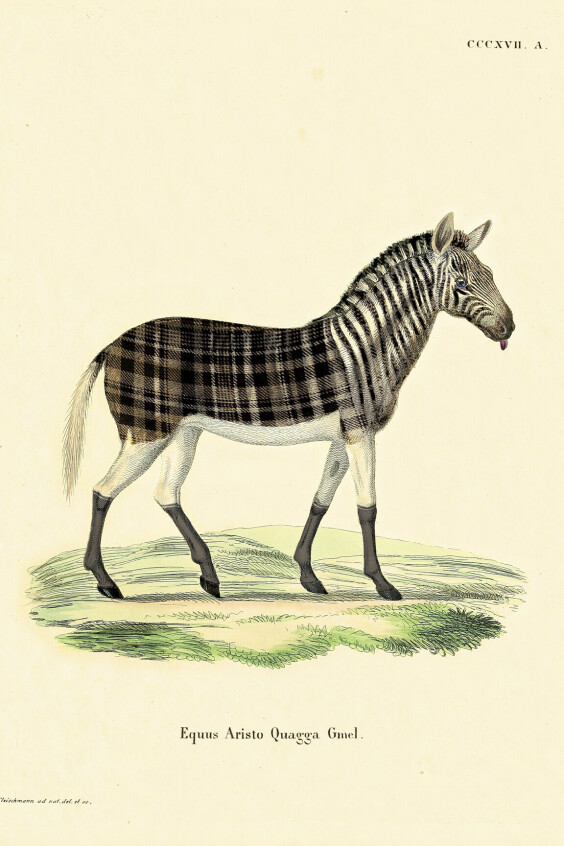 Aristo Quagga — Arte