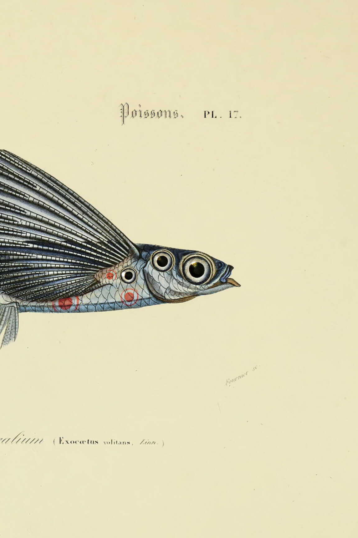 Flying Coral Fish — Arte