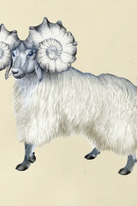 Pogo Goat — Arte